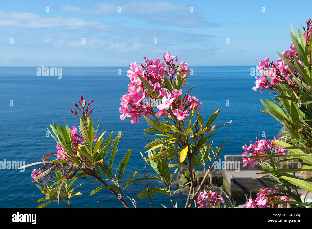 Flower of madeira hi-res stock photography and images - Alamy