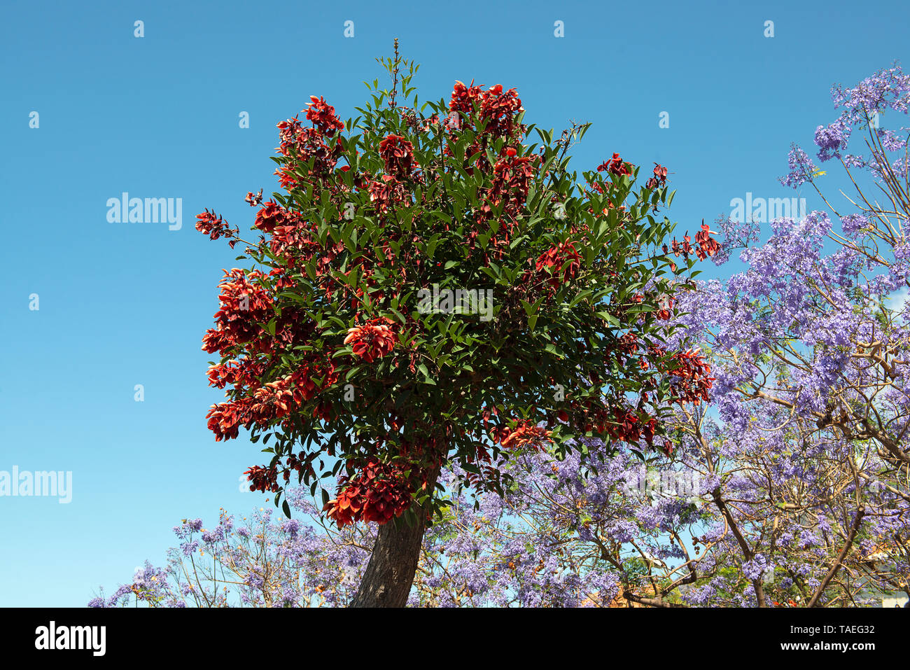 Flora of madeira hi-res stock photography and images - Alamy