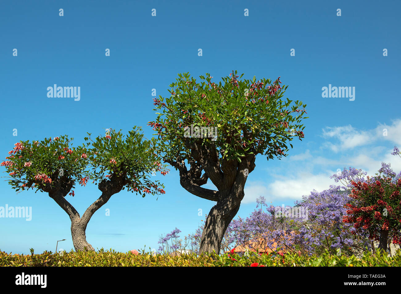 Exotic plants in madeira hi-res stock photography and images - Alamy