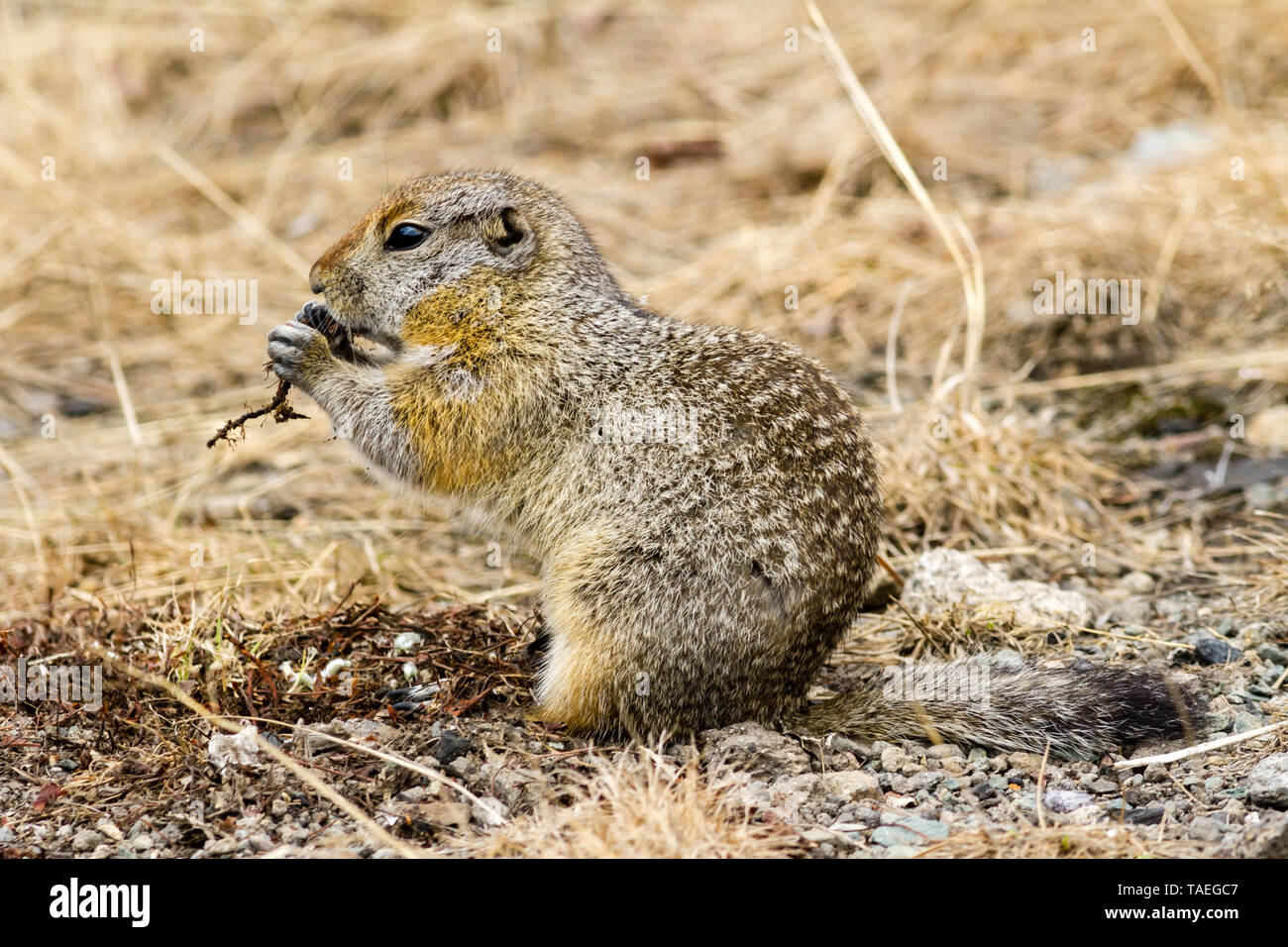 Arctic gopher hi-res stock photography and images - Alamy
