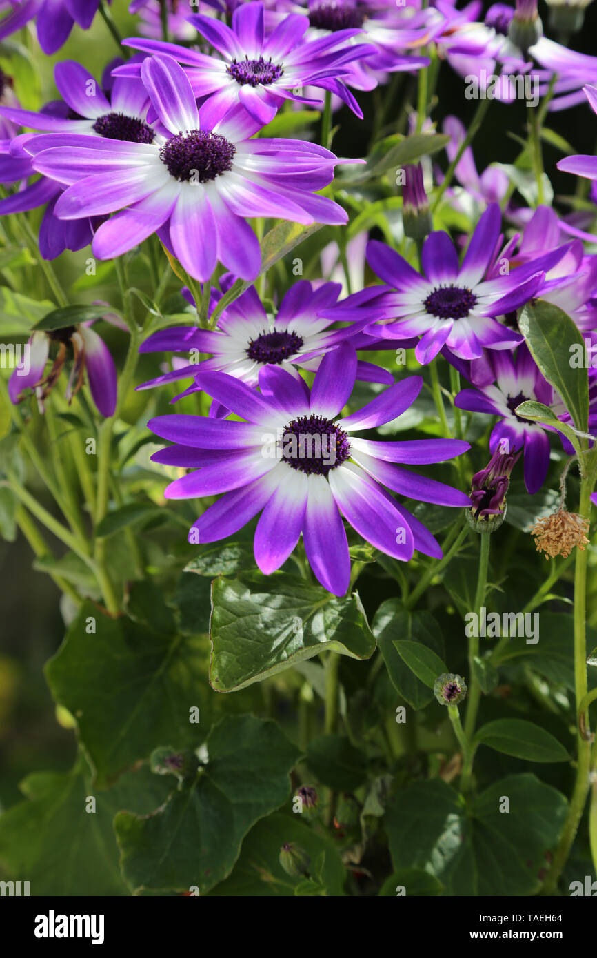 Pericallis blue bicolor hi-res stock photography and images - Alamy