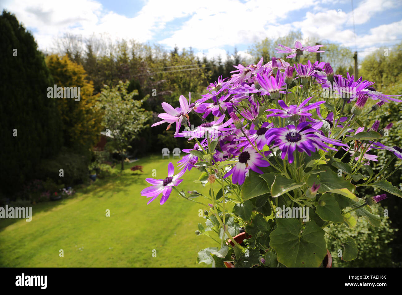 Purple cinerarias hi-res stock photography and images - Alamy