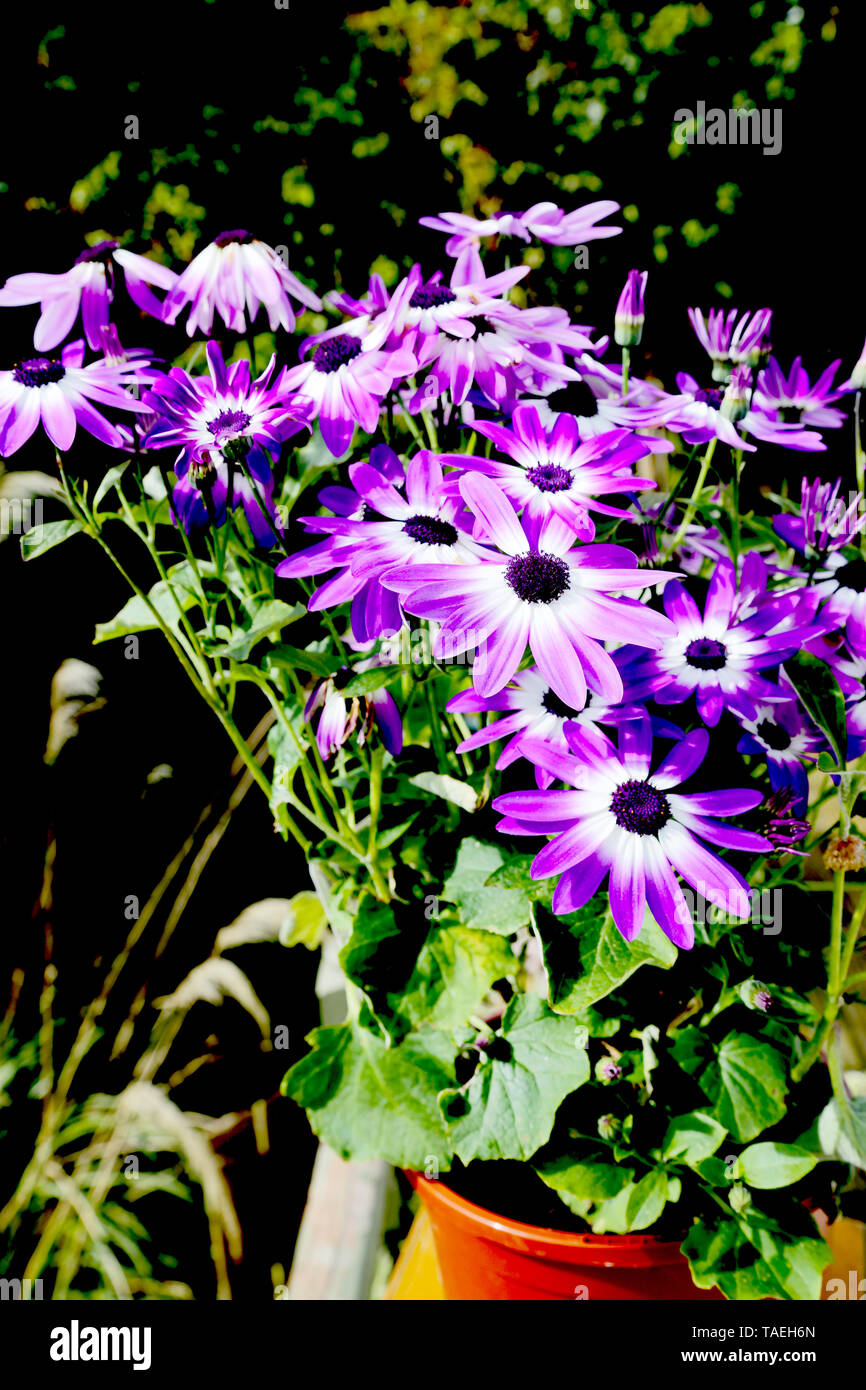 Violet senetti hi-res stock photography and images - Alamy