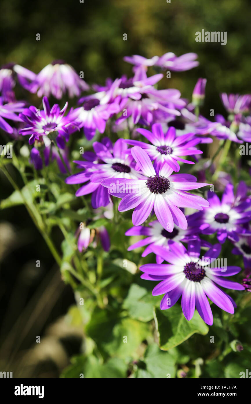 Senecio genus hi-res stock photography and images - Alamy
