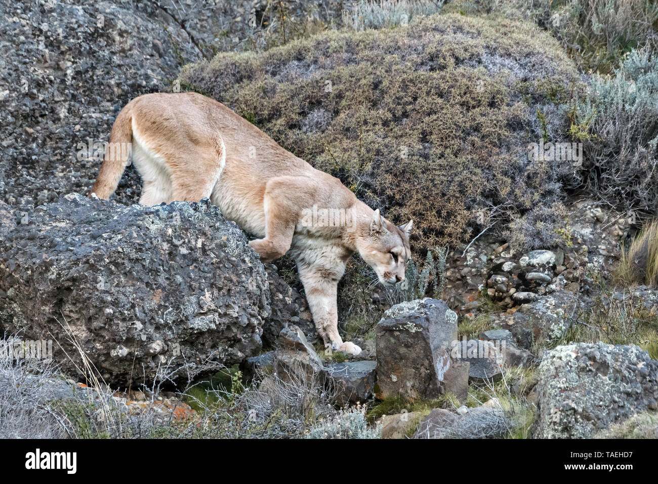 Puma (Felis concolor), Torres del Paine NP, Chile Stock Photo - Alamy