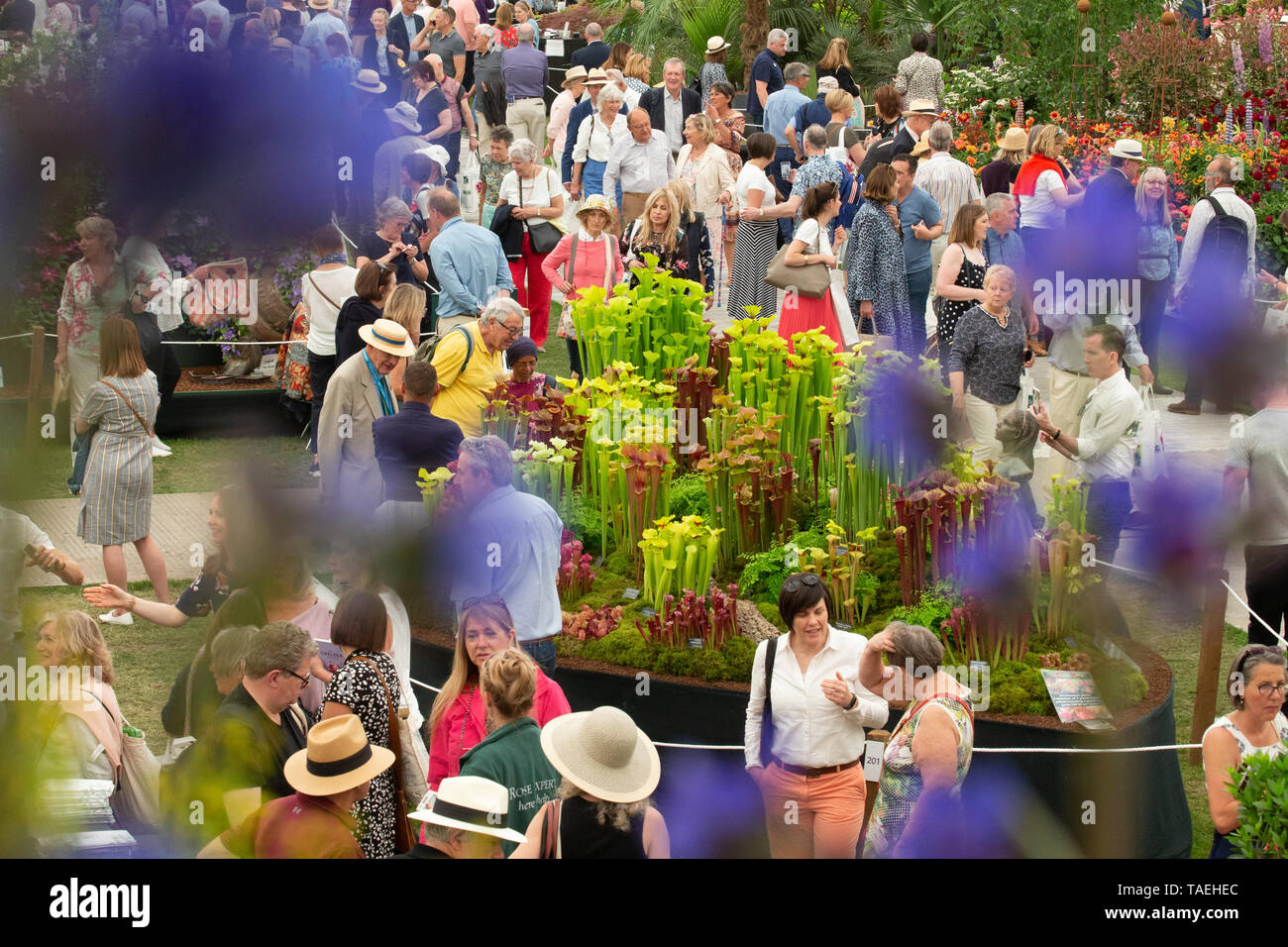 Large crowds at the RHS Chelsea Flower Show admiring the colourful ...