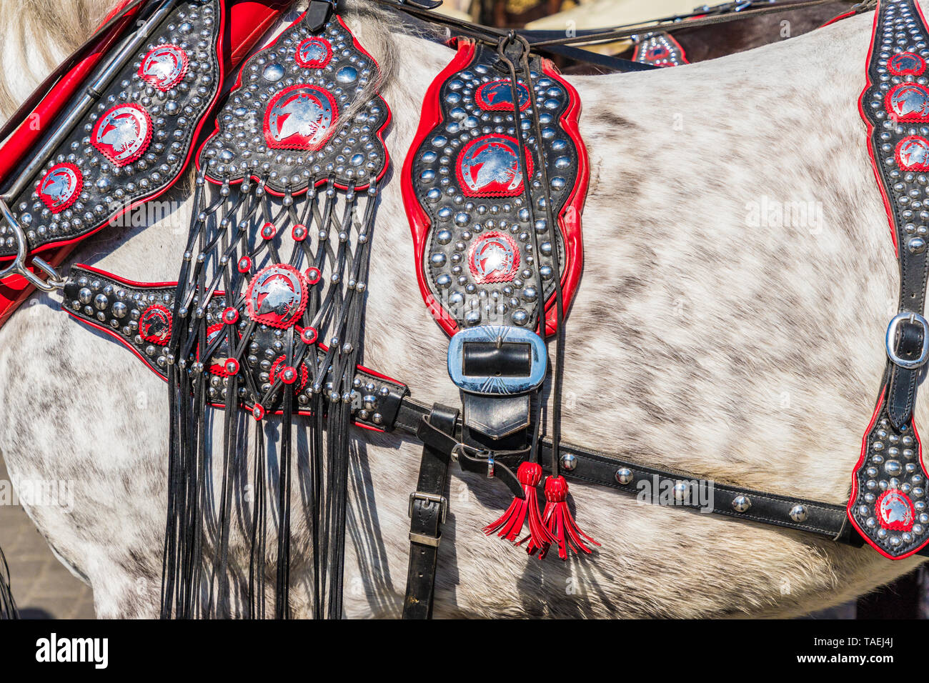 White horses main hi-res stock photography and images - Alamy