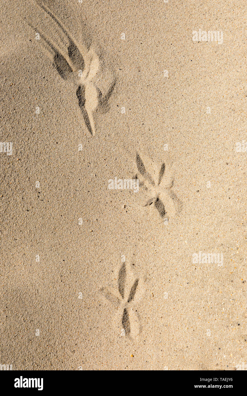Three footprints left in sand on a beach, by a bird Stock Photo - Alamy
