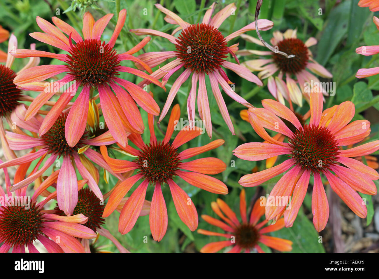 Coneflower, Echinacea, variety Cheyenne Spirit orange flowers with a ...