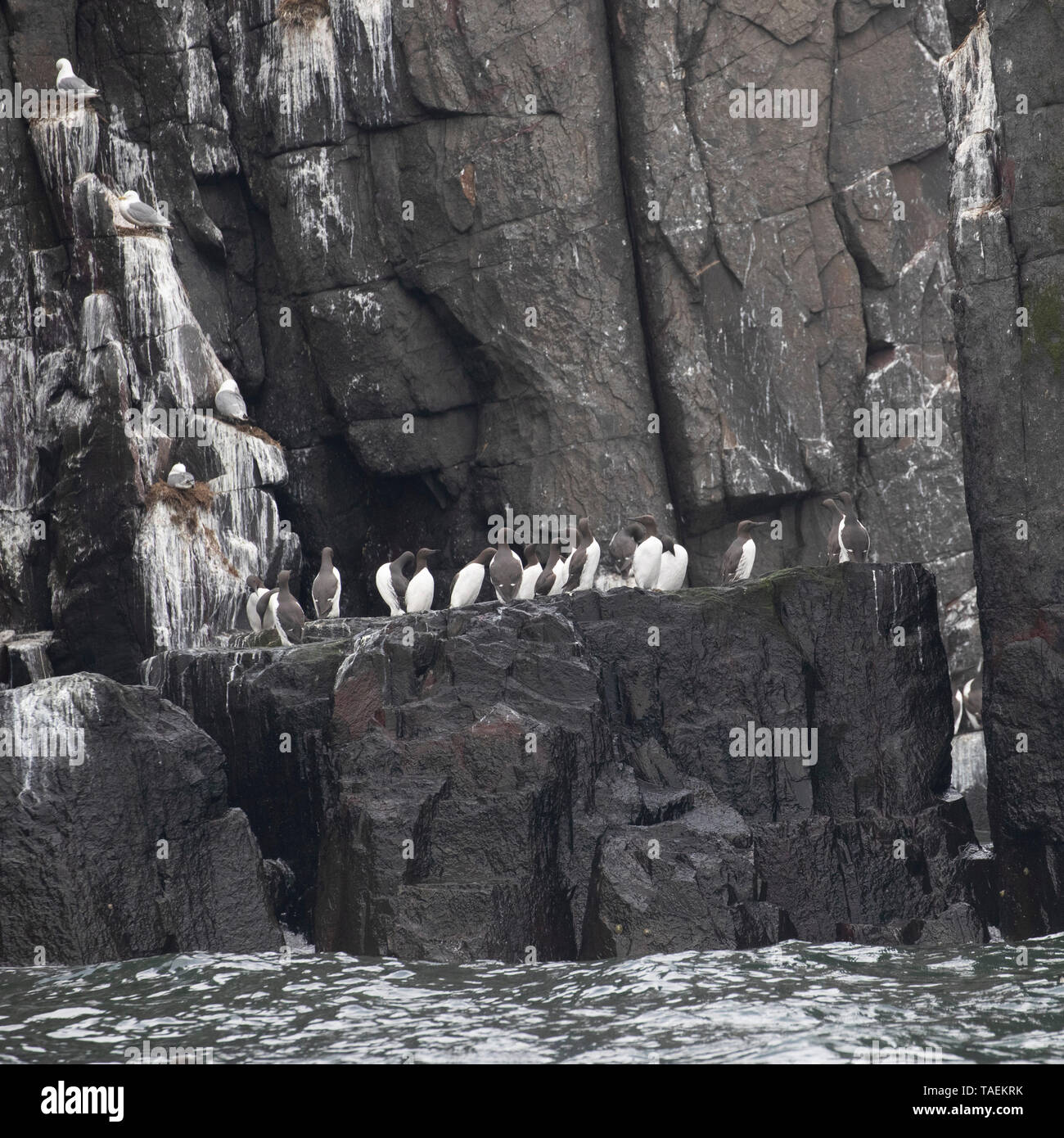 A group of guillemots perch on a sea cliff at a nesting site Stock ...