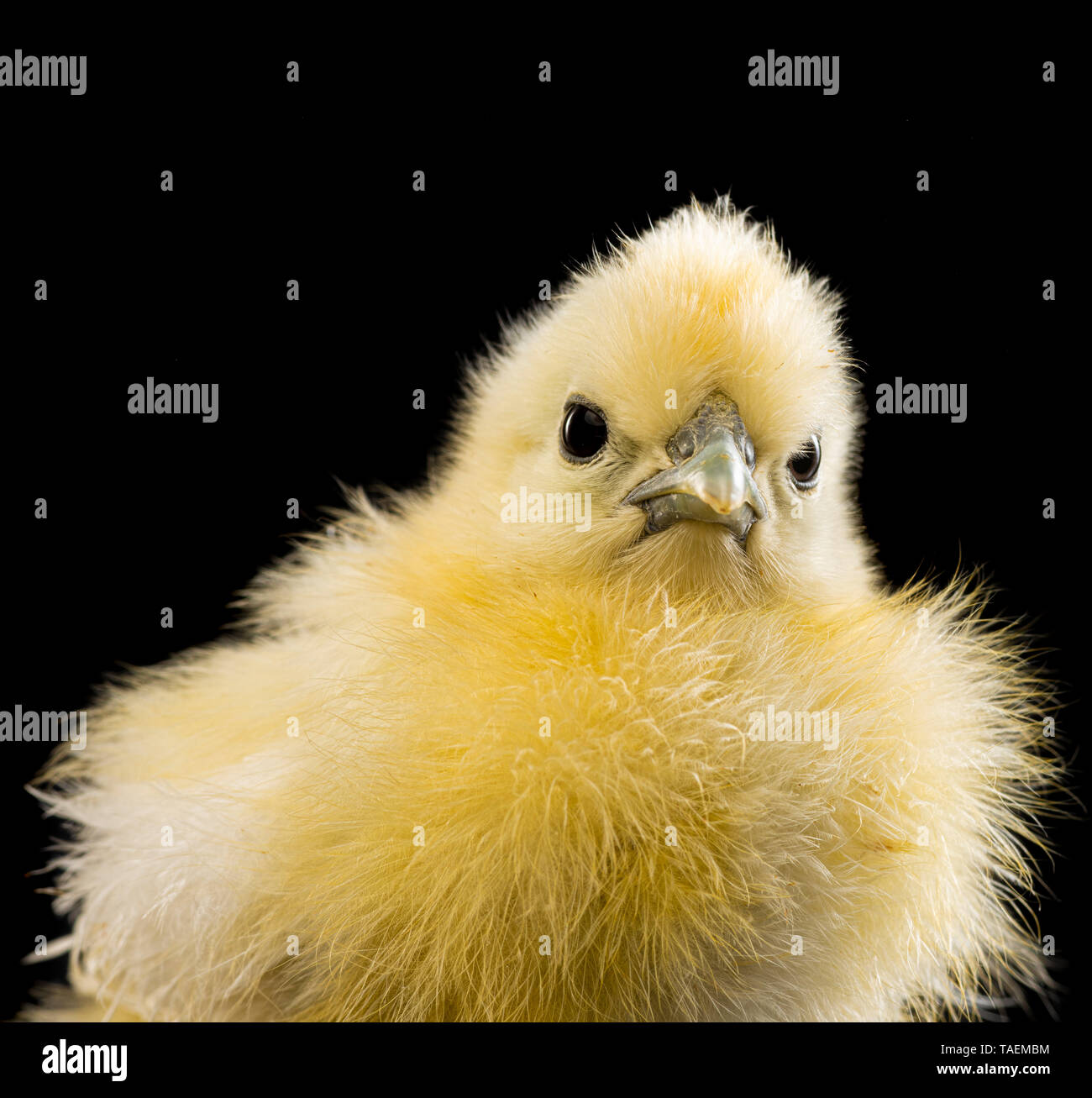 Silkie chick on black background Stock Photo - Alamy