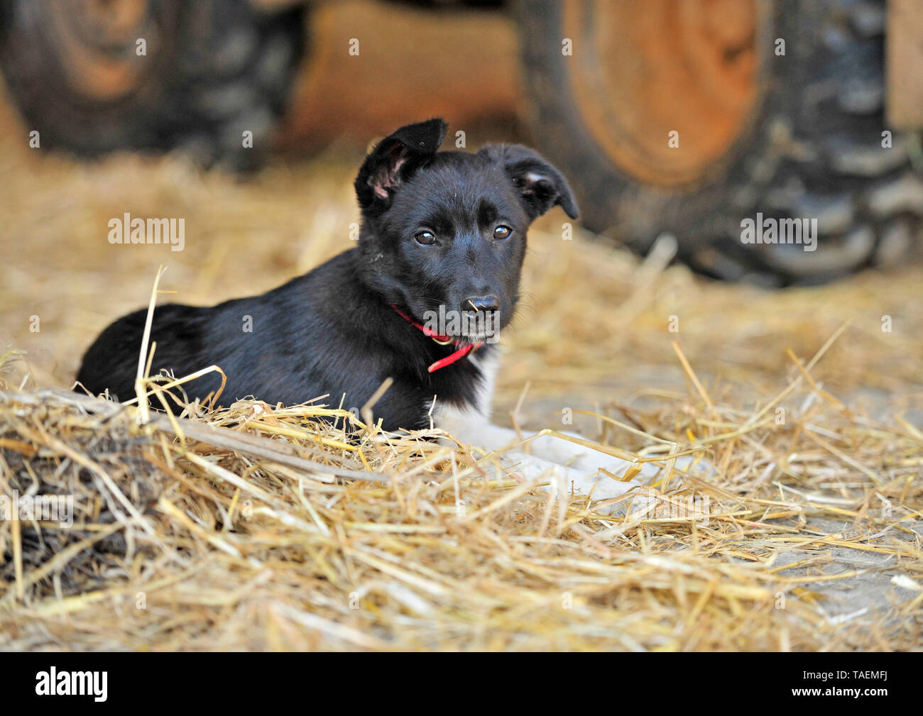 border collie sheep dog puppy on a farm Stock Photo - Alamy
