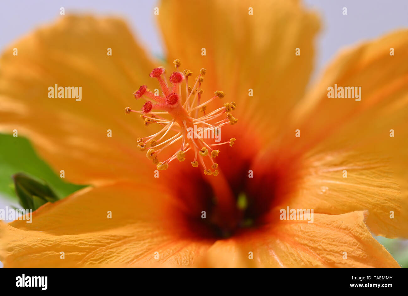 Anther hibiscus flower hi-res stock photography and images - Alamy