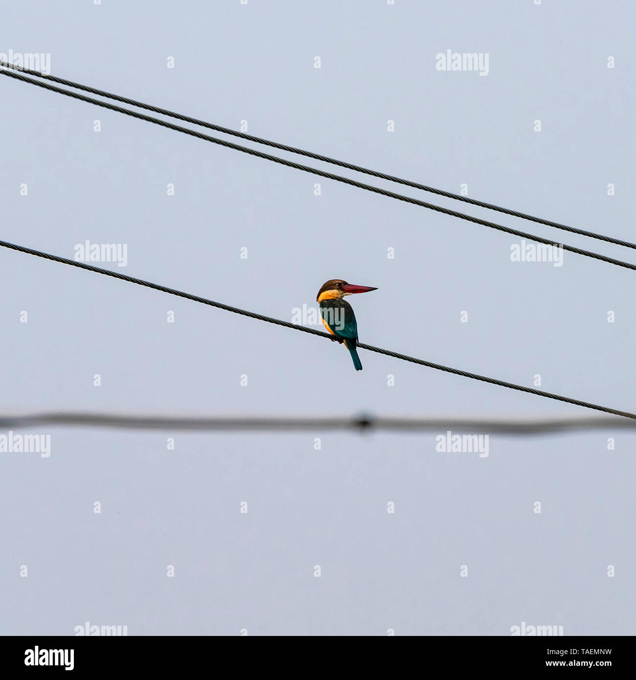 Cables india hi-res stock photography and images - Alamy