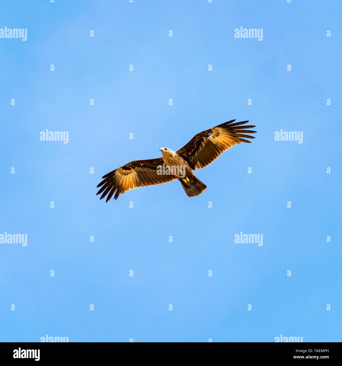 Juvenile red kite hi-res stock photography and images - Alamy