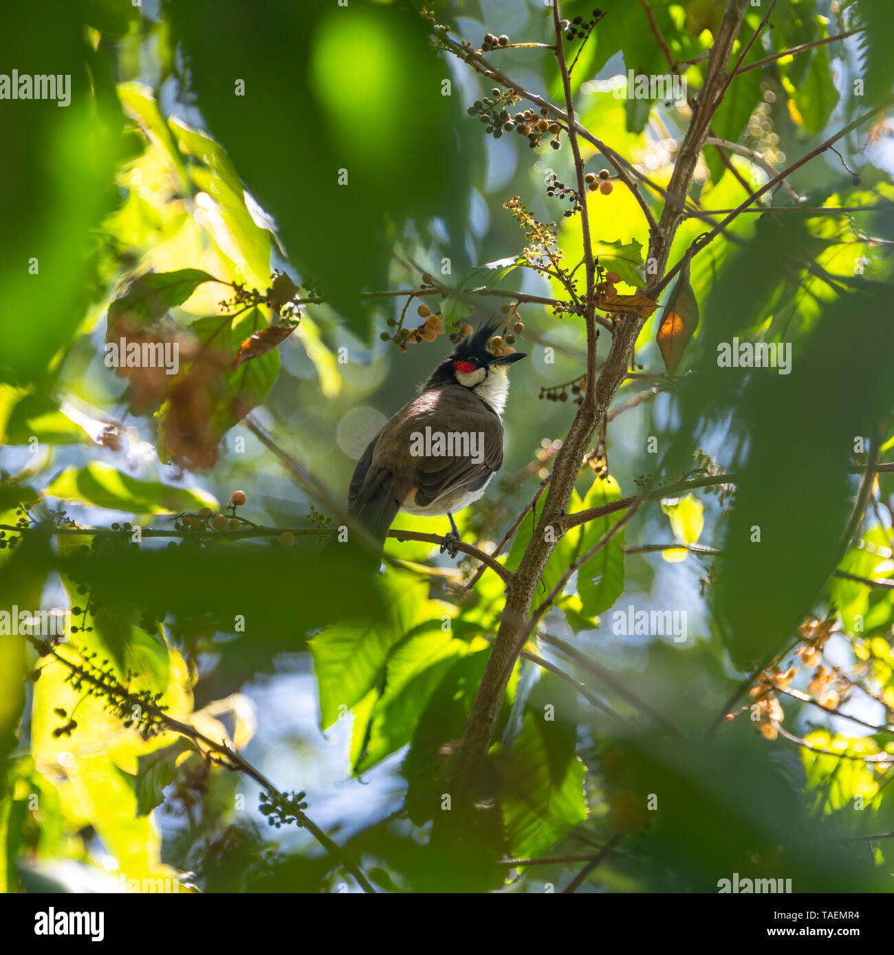 Square close up view of a red-whiskered bulbul in a tree in India Stock ...