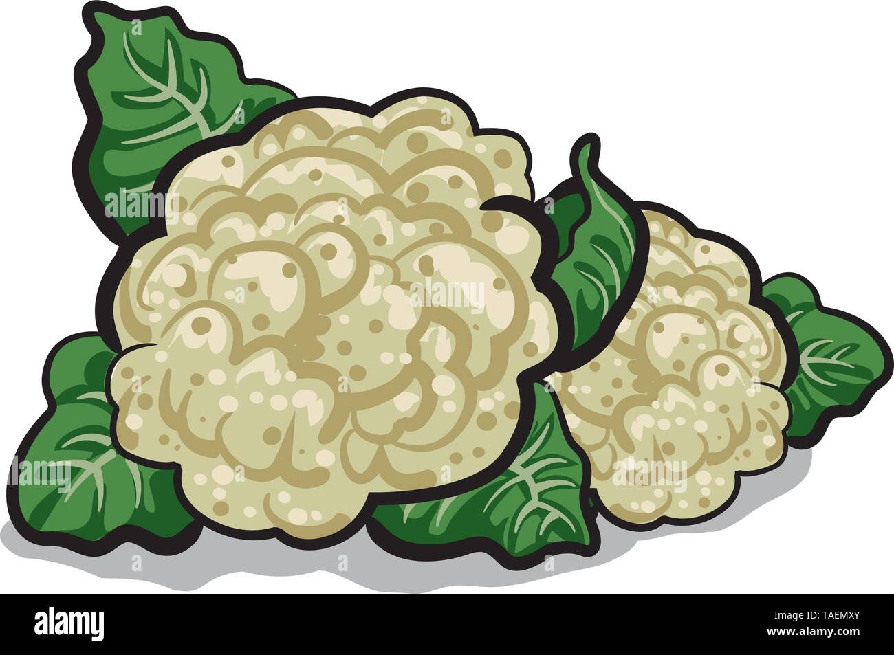 White organic raw cauliflower Stock Vector Images - Alamy