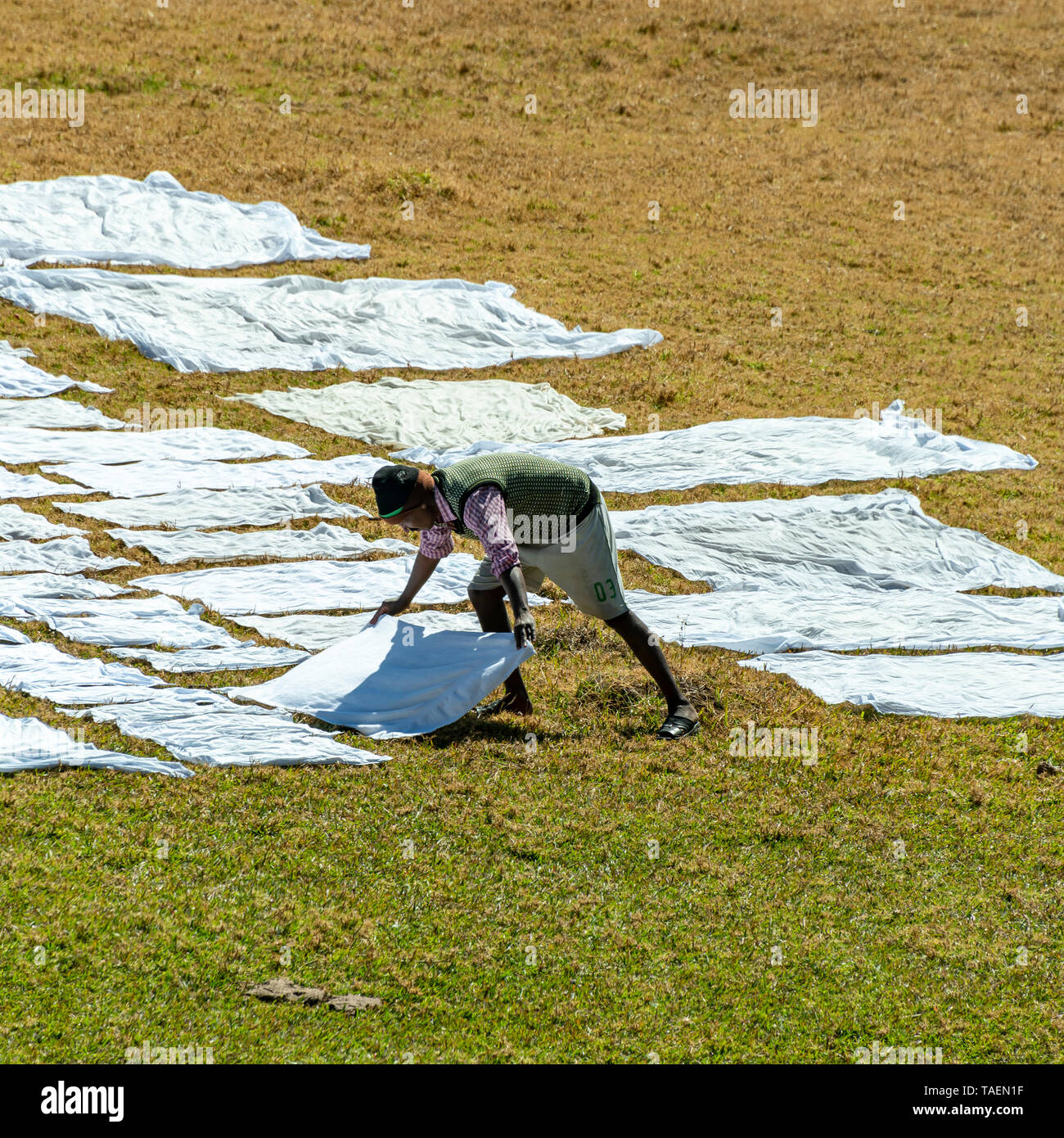 Square view of a dhobi wallah laying out clean washing to dry in India ...