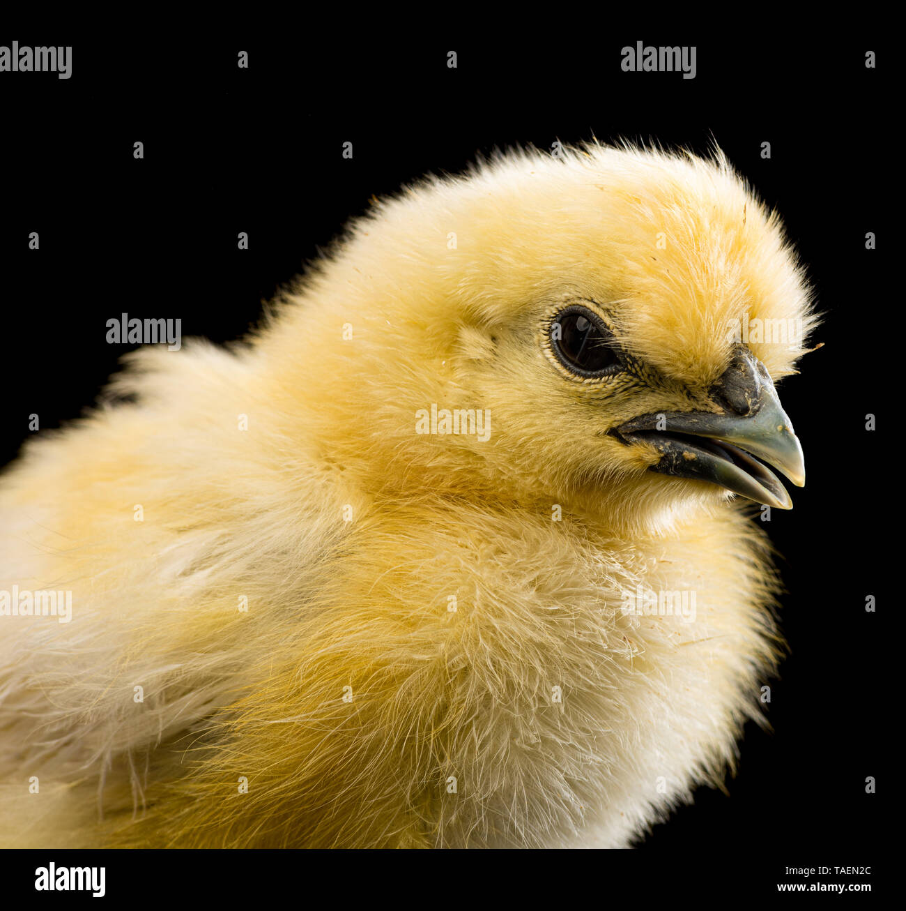 Chirping chicken hi-res stock photography and images - Alamy