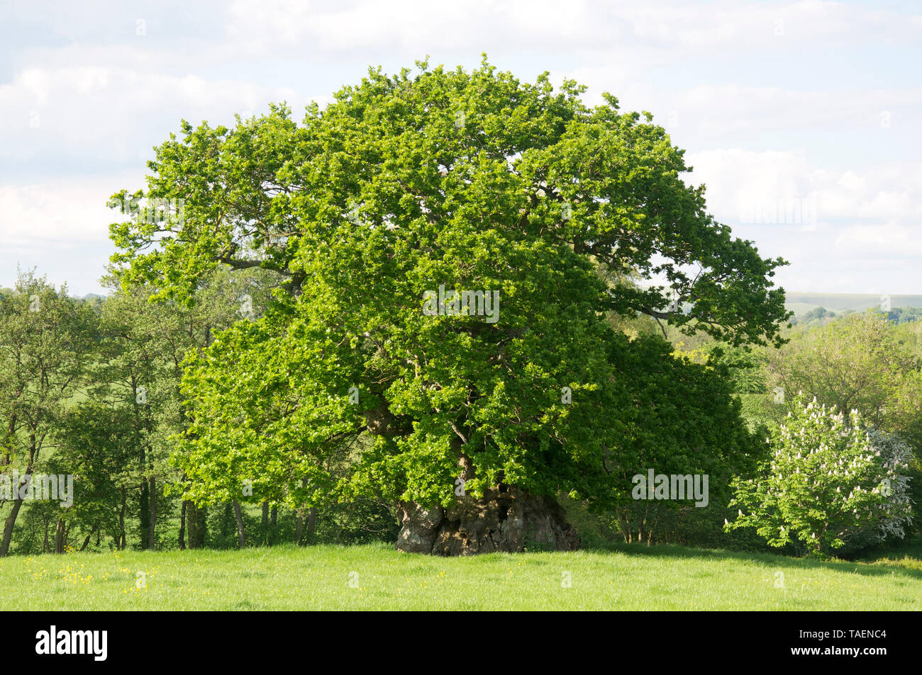 Ancient oak tree 1000 years hi-res stock photography and images - Alamy