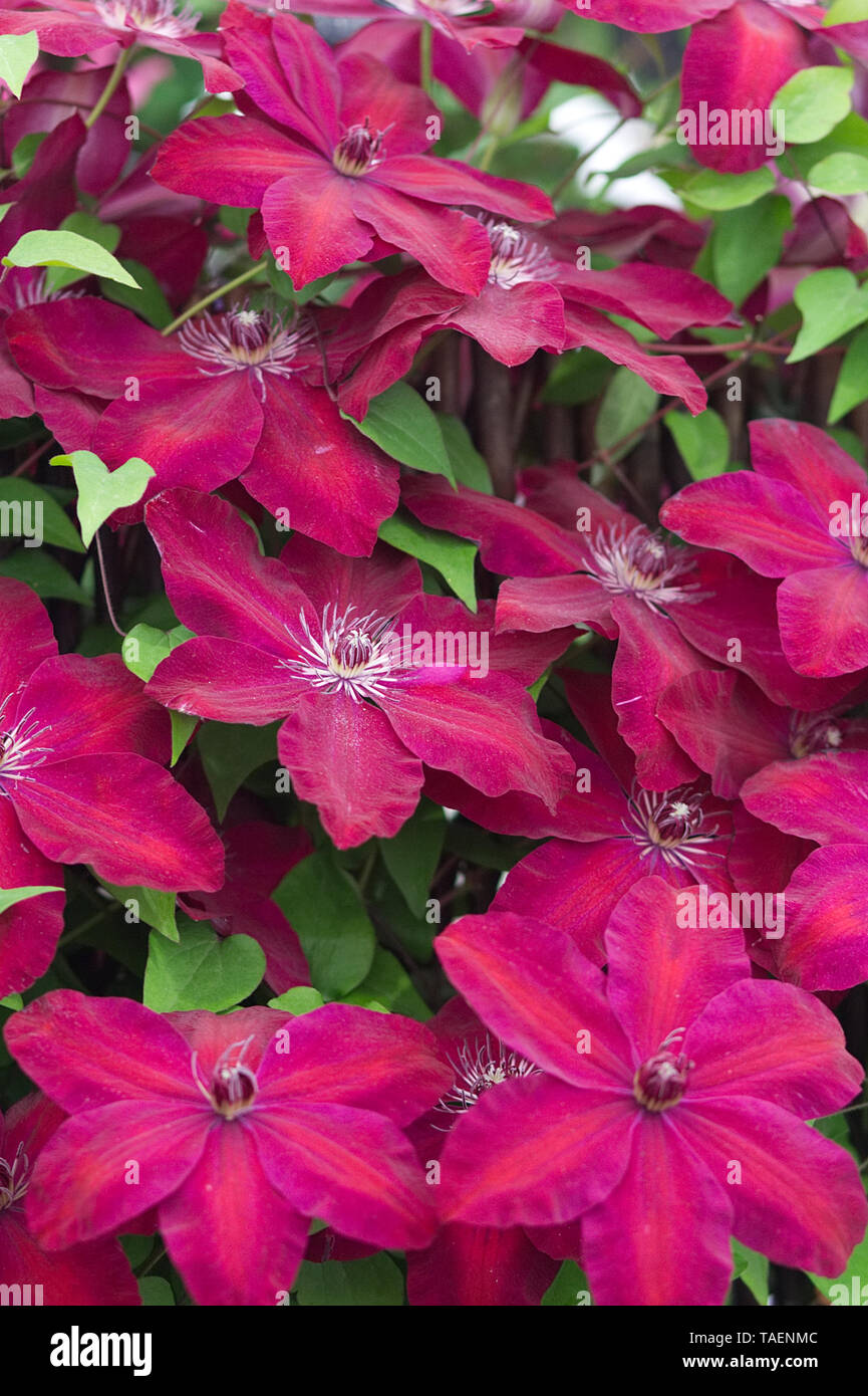 Clematis Rouge Cardinal Stock Photo - Alamy