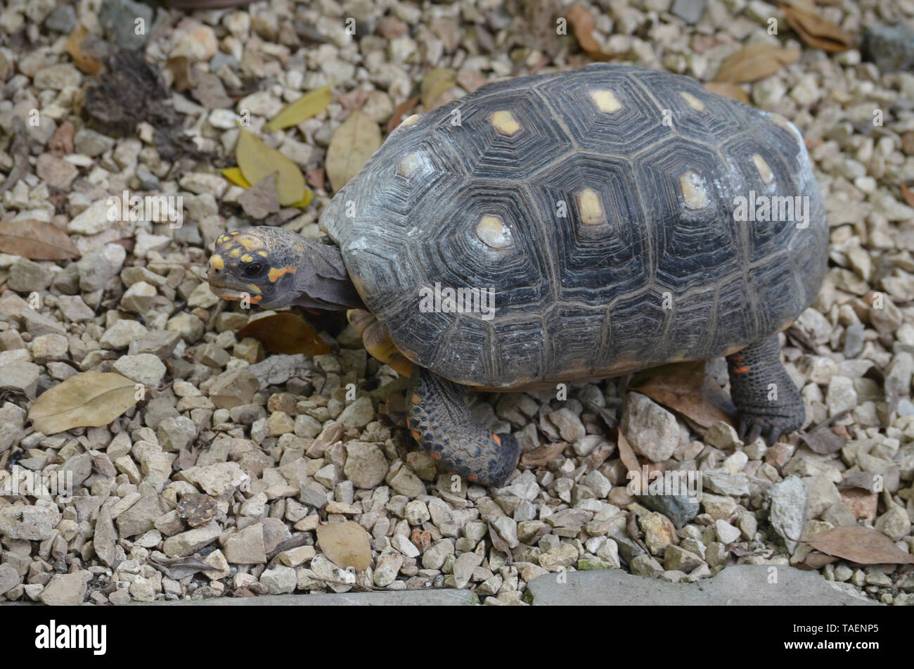 Tortuga de patas rojas hi-res stock photography and images - Alamy