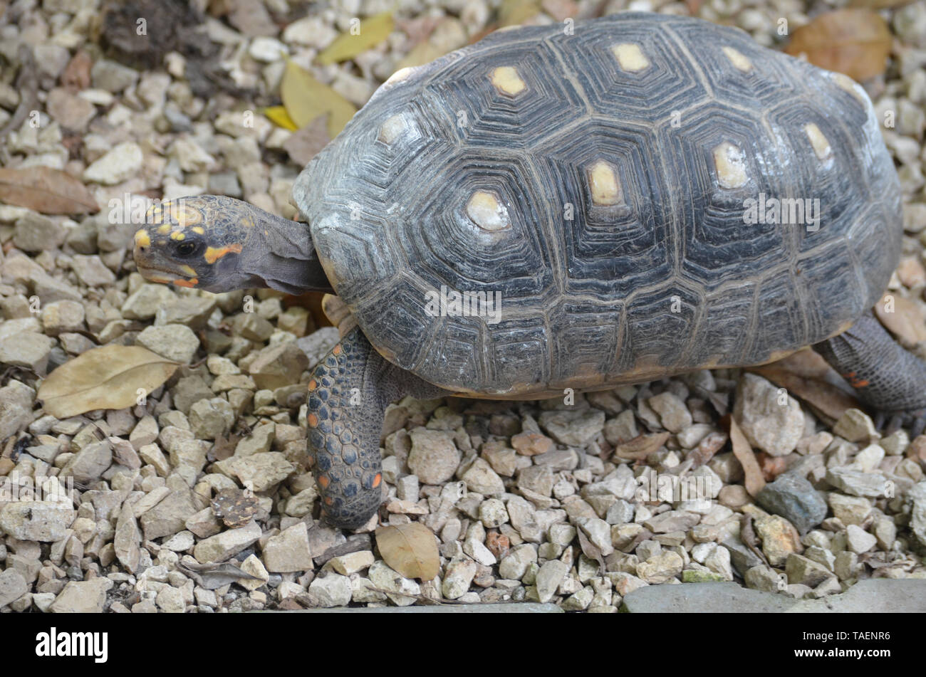 Tortuga de patas rojas chelonoidis carbonaria hi-res stock photography ...