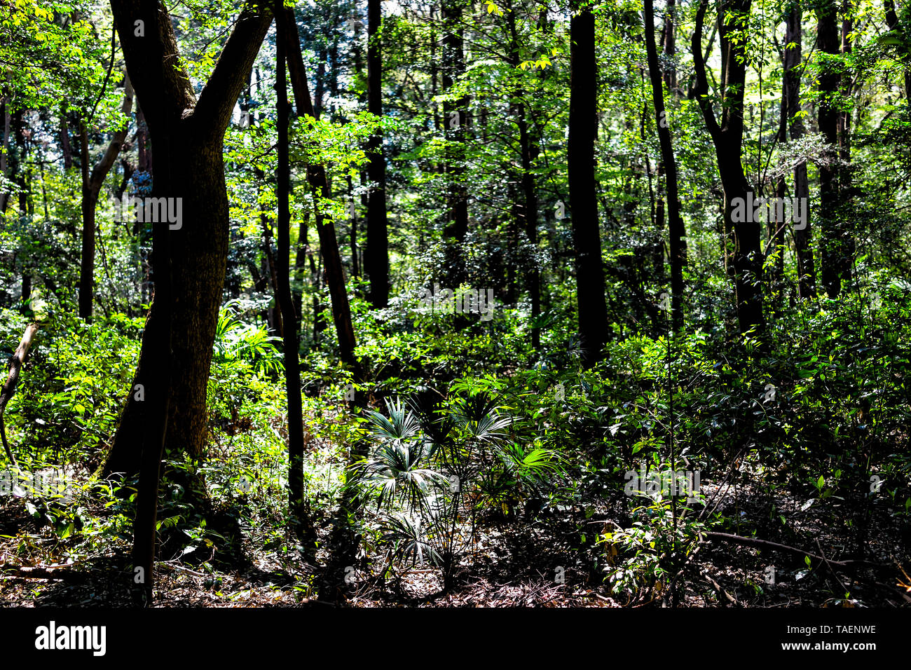Spring In Meiji Jingu Forest High Resolution Stock Photography and ...