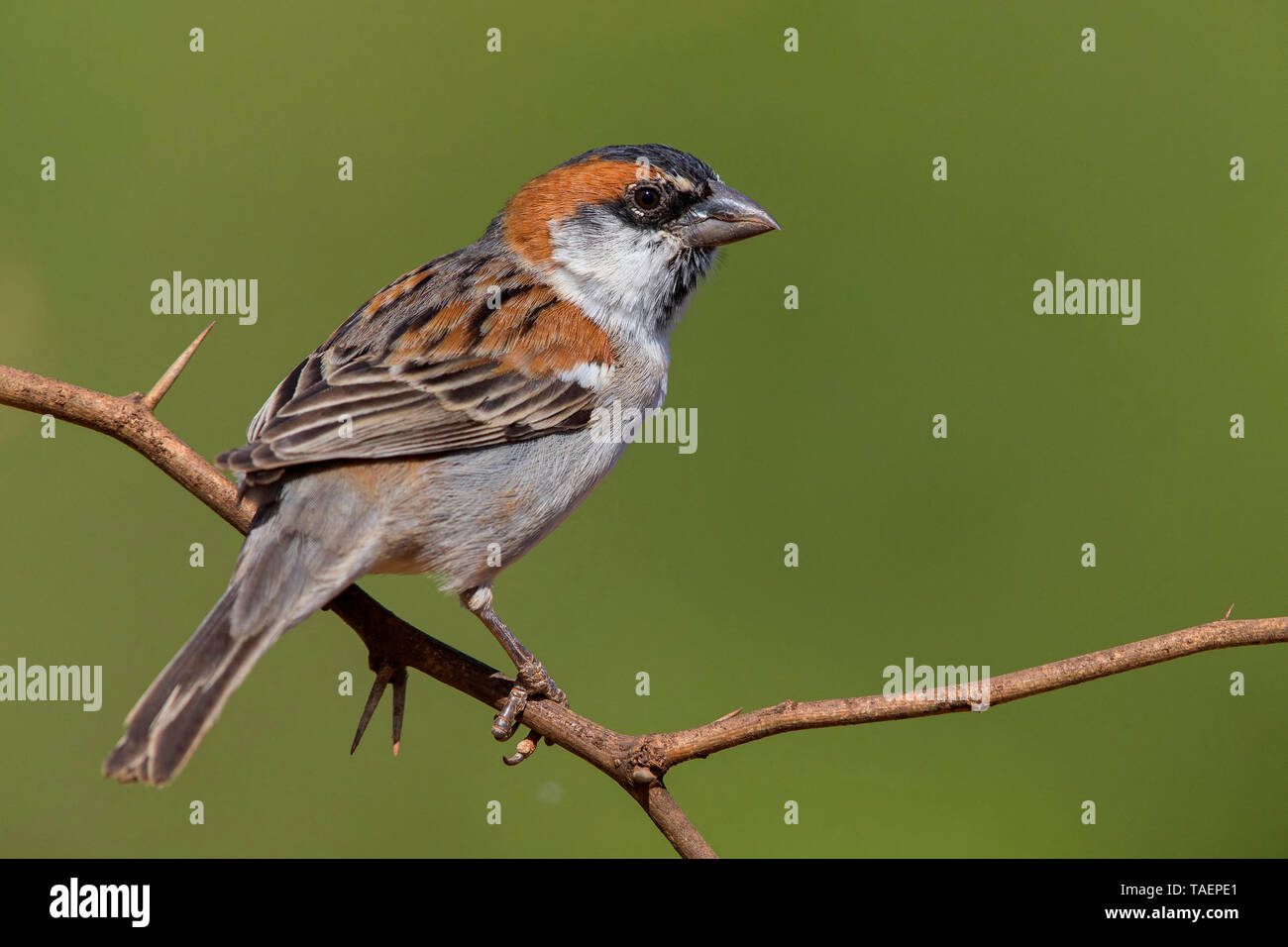 Iagoensis hi-res stock photography and images - Alamy