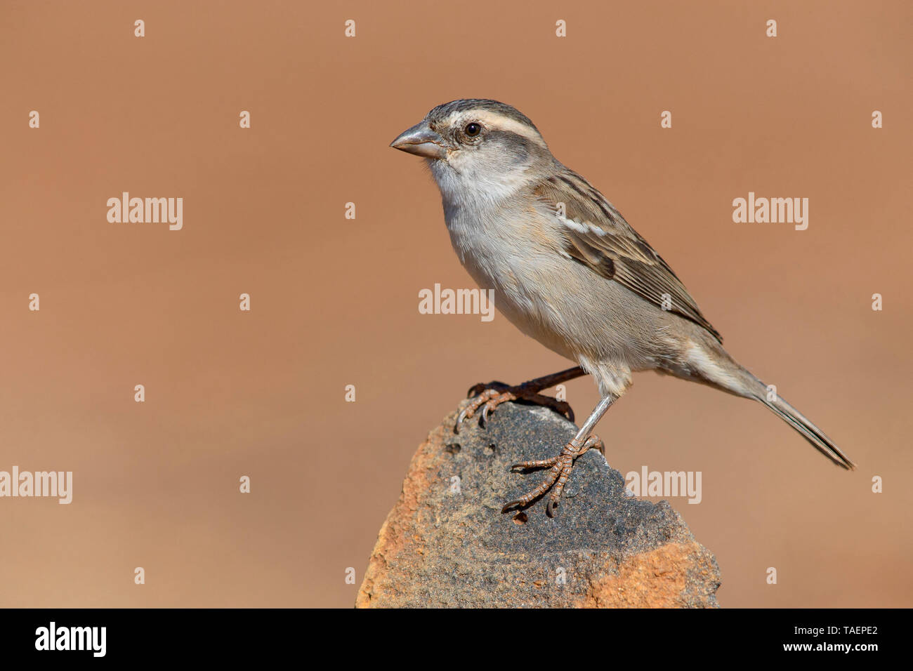 Iago Sparrow High Resolution Stock Photography and Images - Alamy