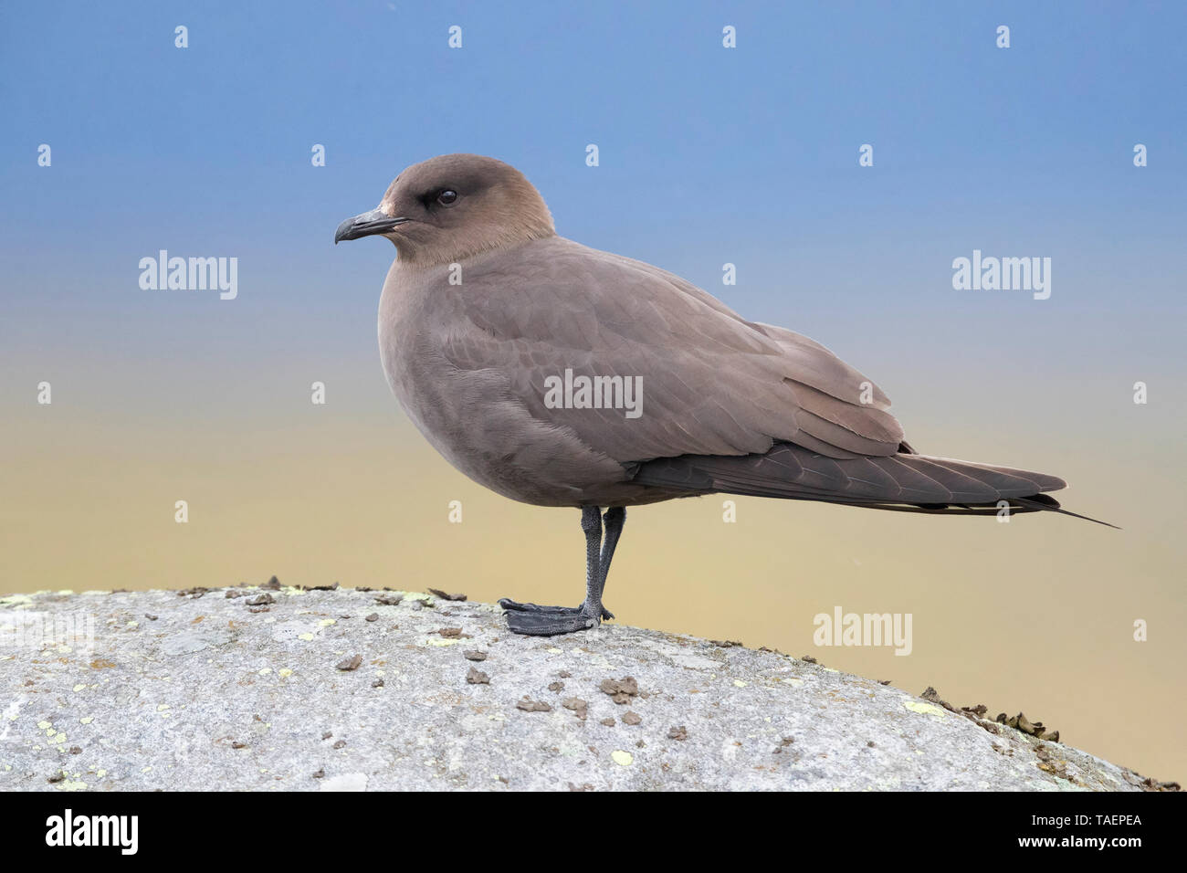 Stercorariidae hi-res stock photography and images - Alamy