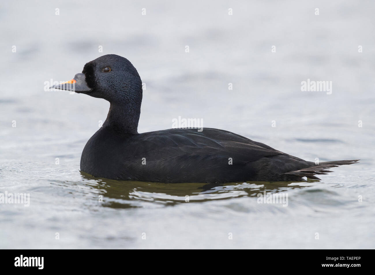 Common Scoter (Melanitta nigra), adult male swimming in a lake ...