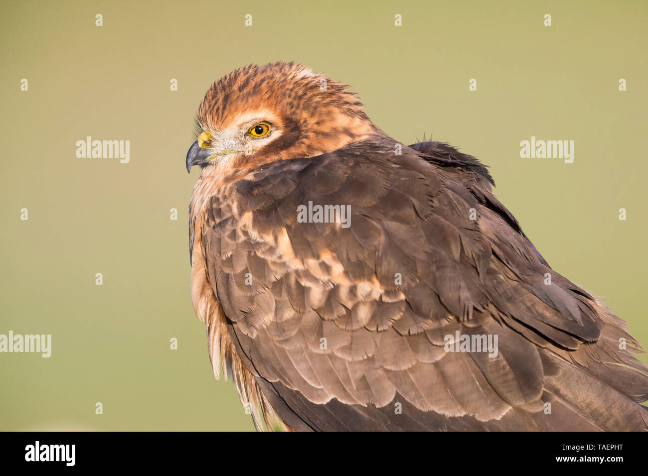 Circus cyaneus close up hi-res stock photography and images - Alamy