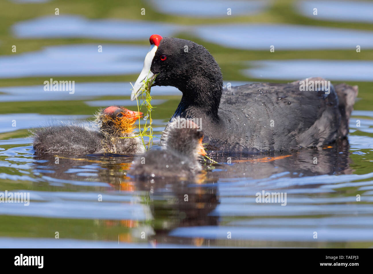 Red-knobbed Coot (Fulica cristata), adult feeding its chicks, Fes ...