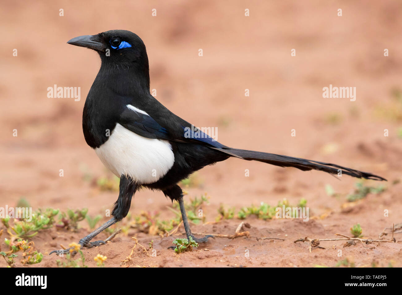 Maghreb Magpie (Pica pica mauritanica), side view of an adult walking ...