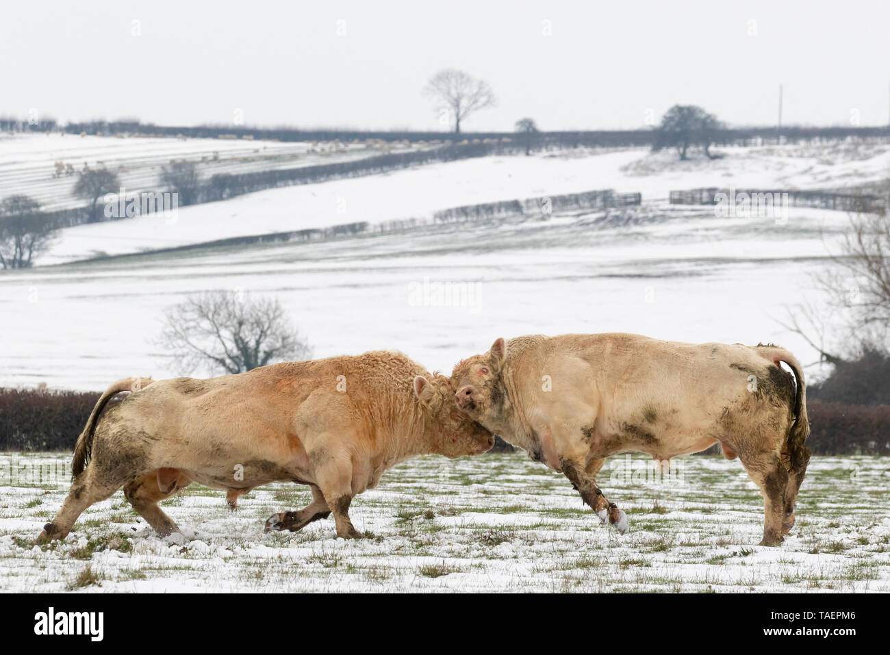 Fighting bull taurus hi-res stock photography and images - Alamy