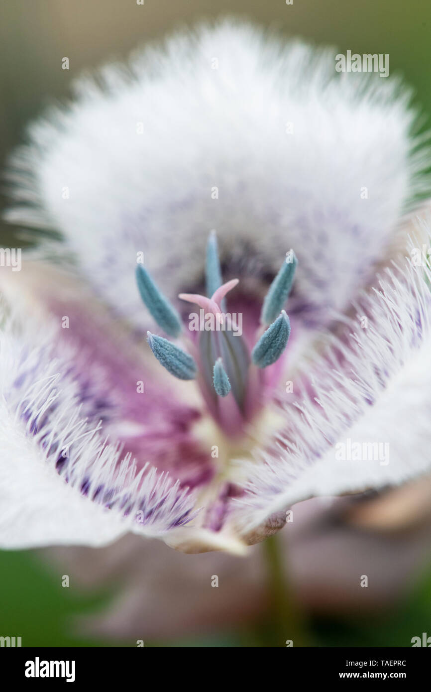 Calochortus tolmiei. Tolmie star tulip in the Alpine house at RHS ...