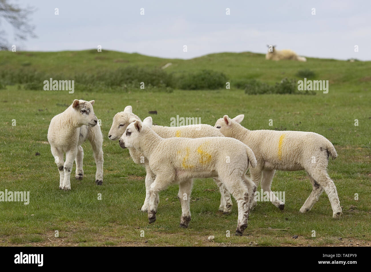 Spring creatures hi-res stock photography and images - Alamy