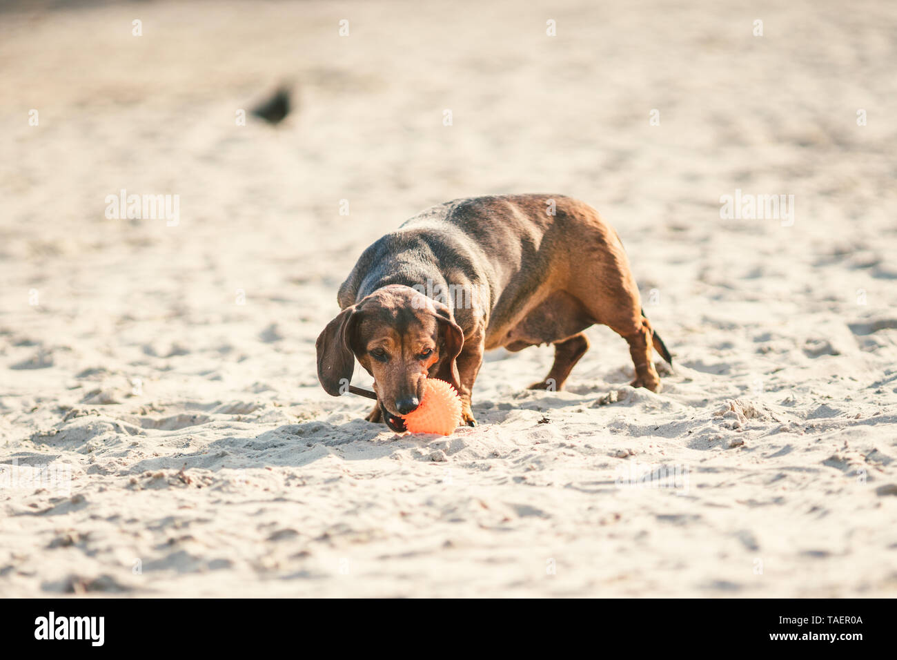 An old fat little brown dachshund dog plays with a rubber red ball on a ...
