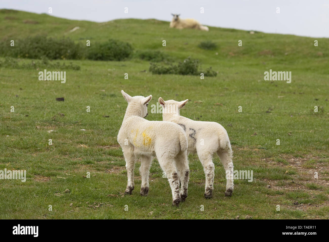 Spring creatures hi-res stock photography and images - Alamy