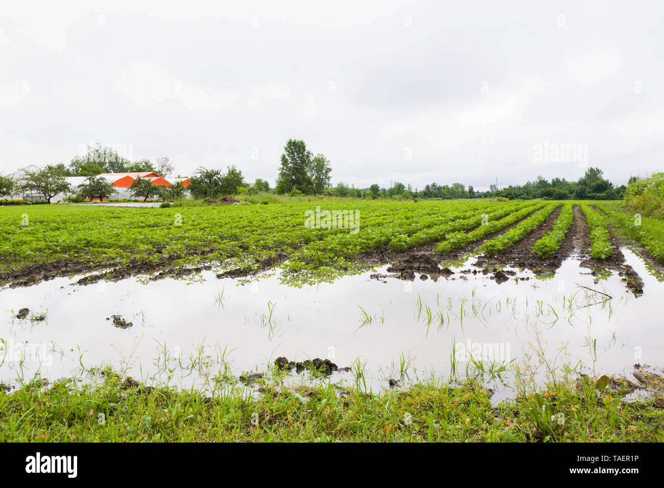 Barns Quebec Farms Agriculture High Resolution Stock Photography and ...