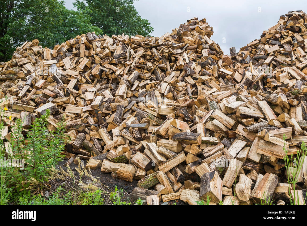 Cut for firewood hi-res stock photography and images - Alamy
