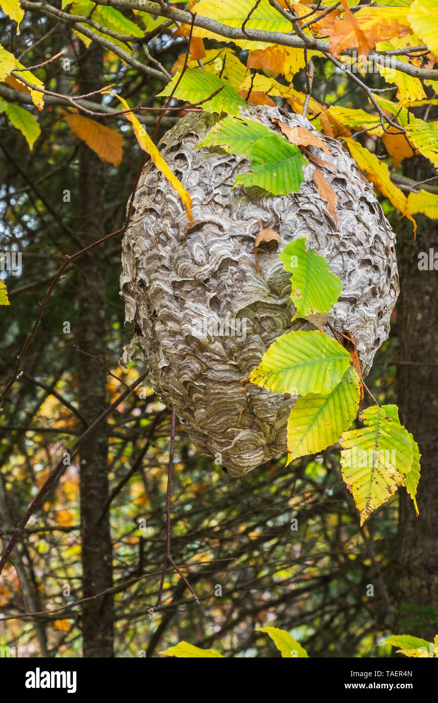 Nest hanging from branch hi-res stock photography and images - Alamy