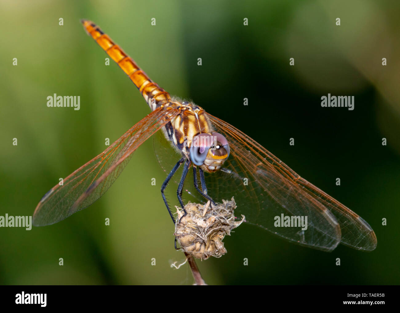 dragonfly a predatory flying insect Stock Photo - Alamy