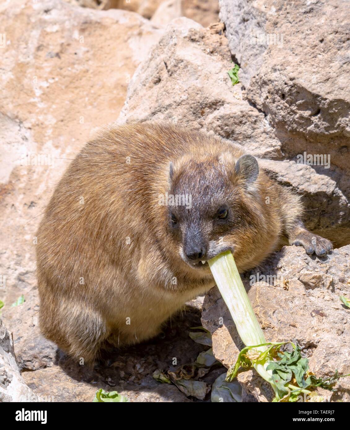 Israel hyraxes hi-res stock photography and images - Alamy