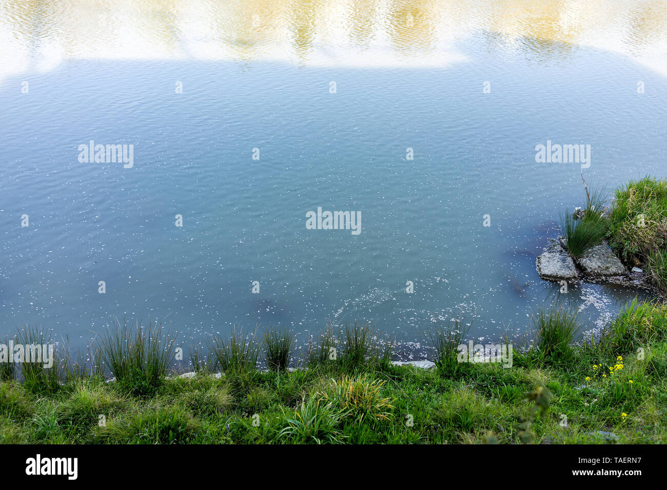 Kyoto, Japan Kamo river water in evening sunset with many sakura cherry ...