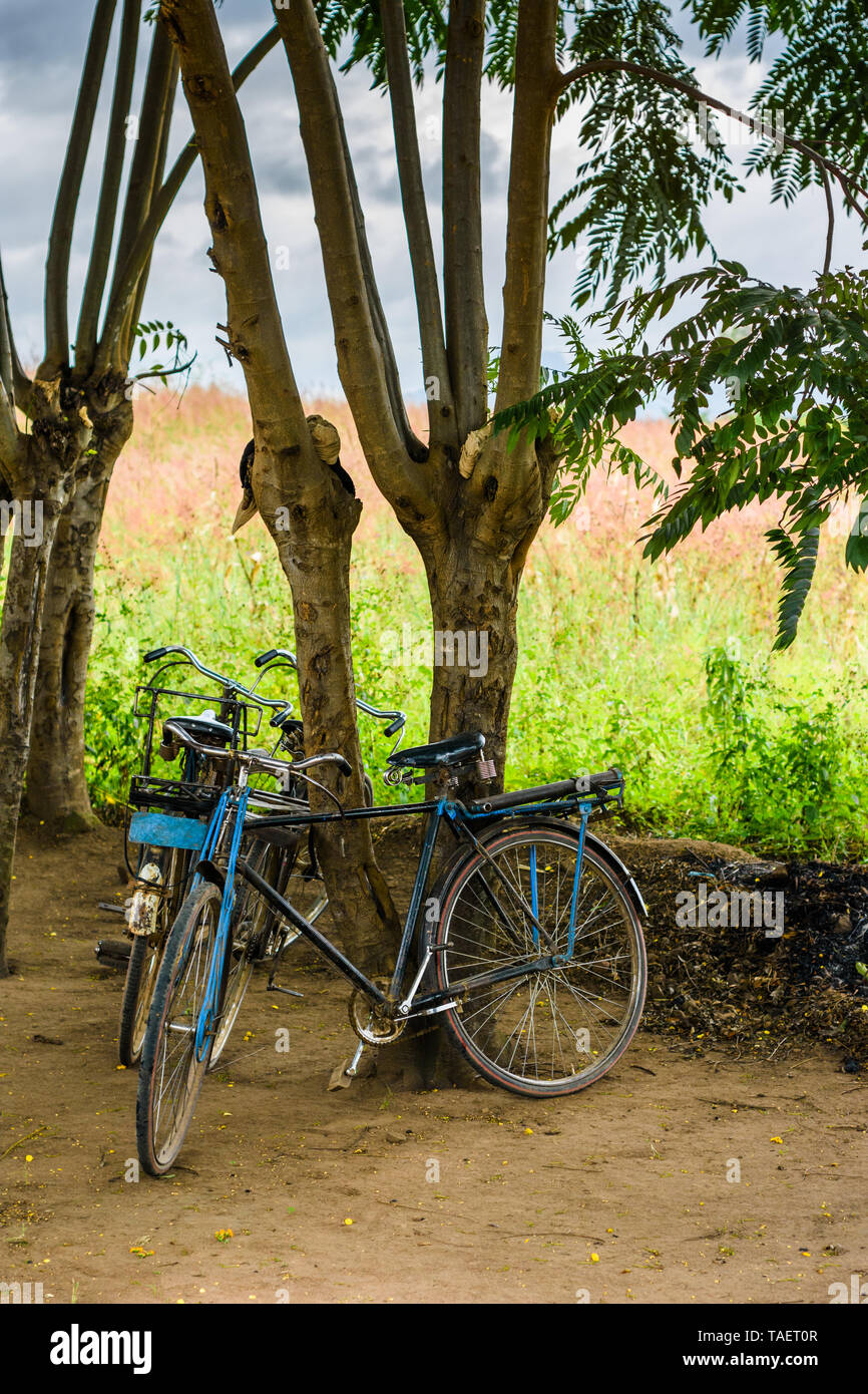 3 typical village bicycles leaning against the trunk of a tree next to ...