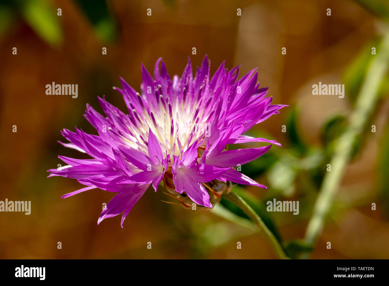 Thorny Flower High Resolution Stock Photography and Images - Alamy