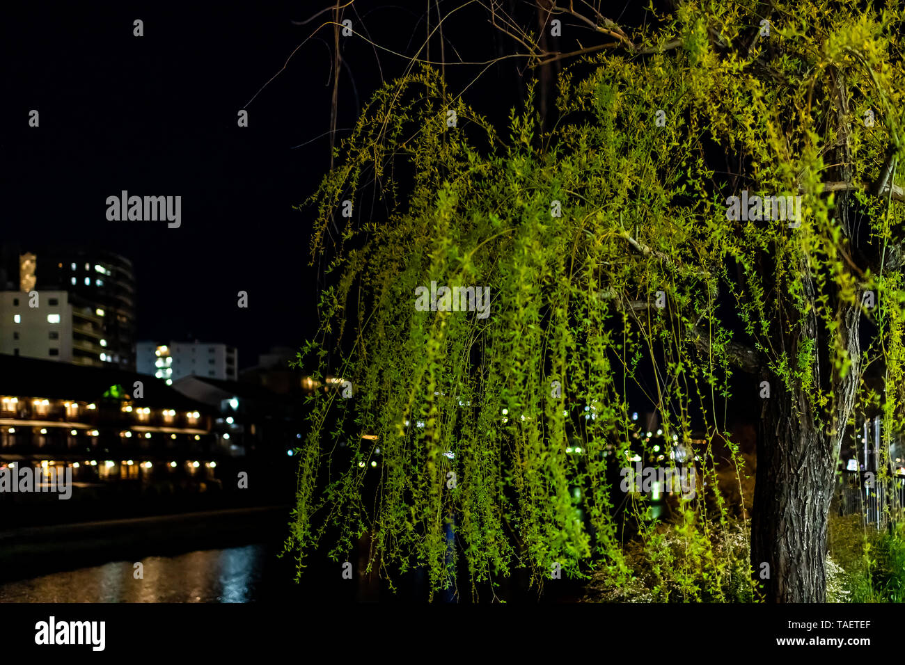 Willow Trees At Night