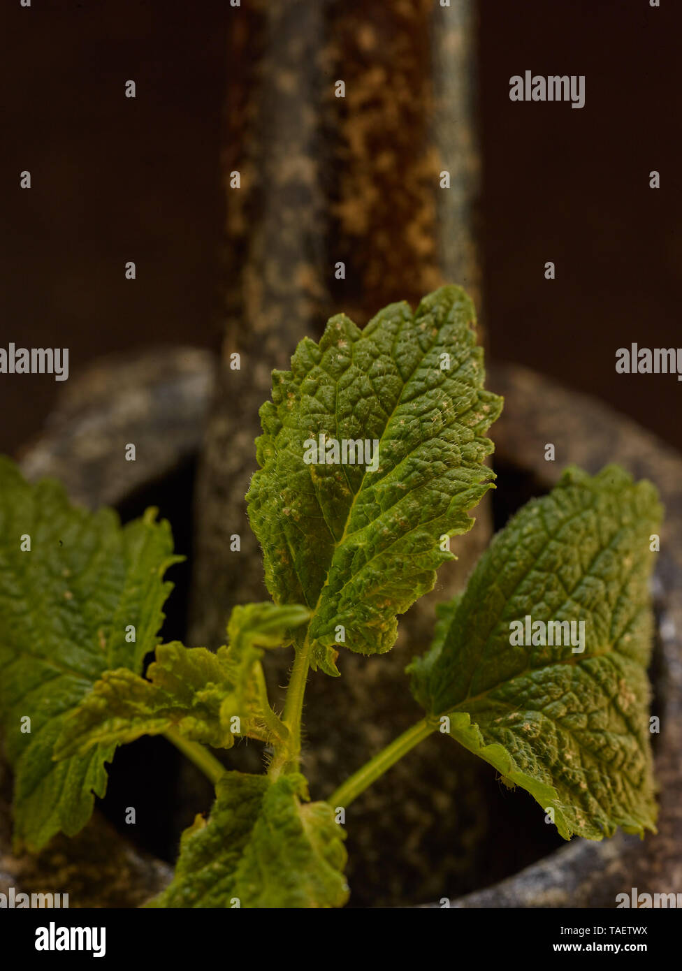 Club shaped leaves hi-res stock photography and images - Alamy